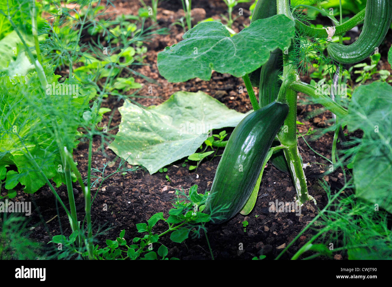 Cuke hi-res stock photography and images - Alamy