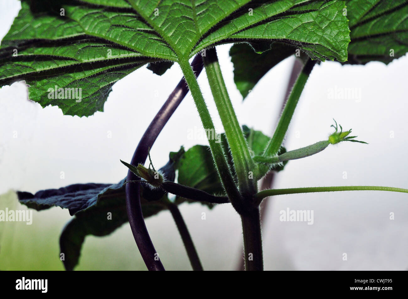 Cuke hi-res stock photography and images - Alamy