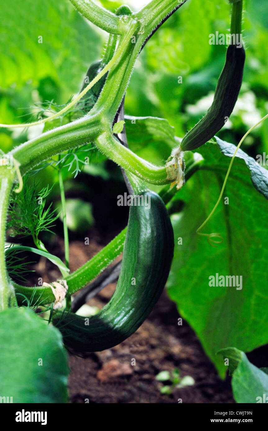 Cuke hi-res stock photography and images - Alamy