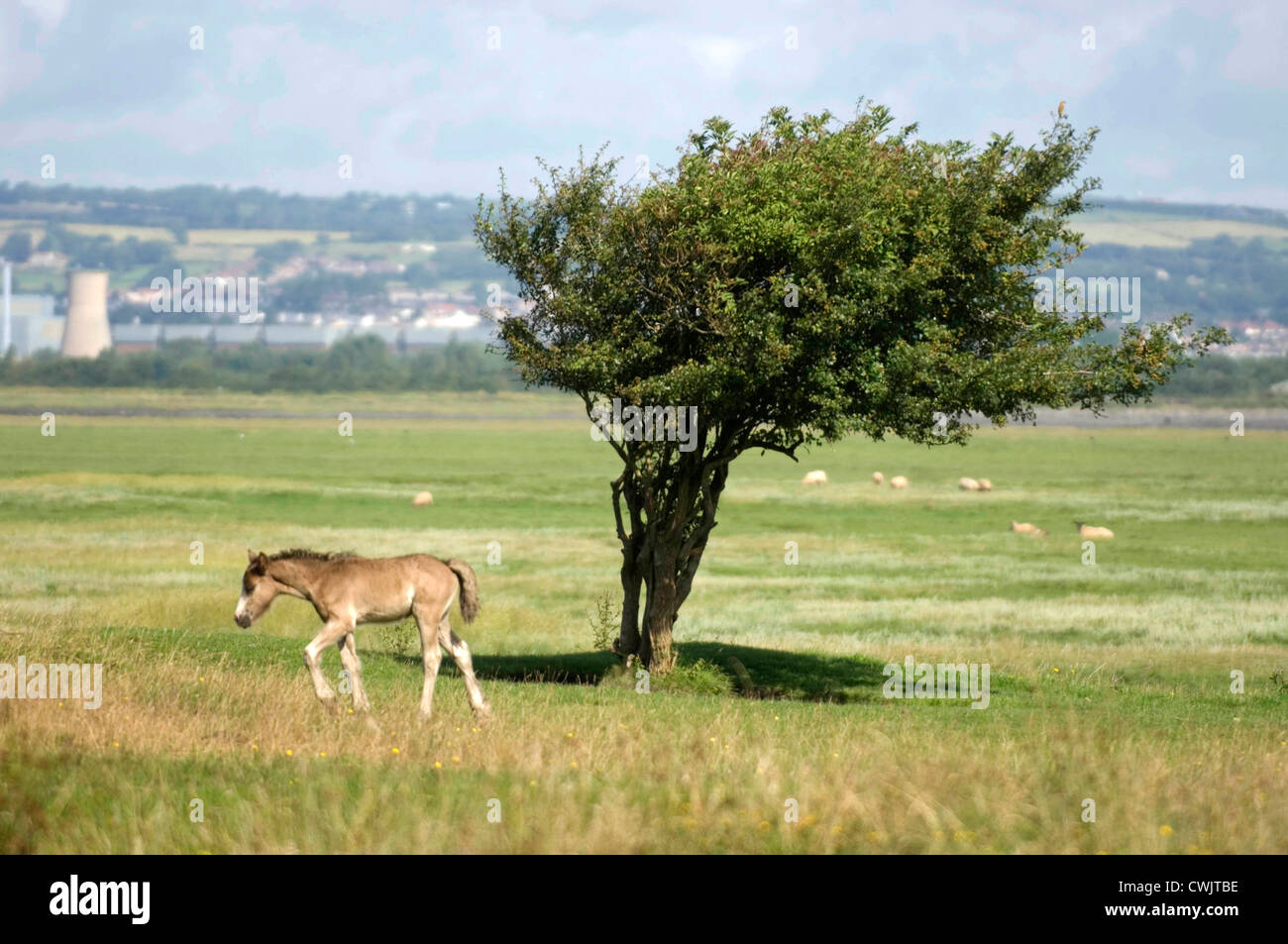 Loughor bridge hi-res stock photography and images - Alamy
