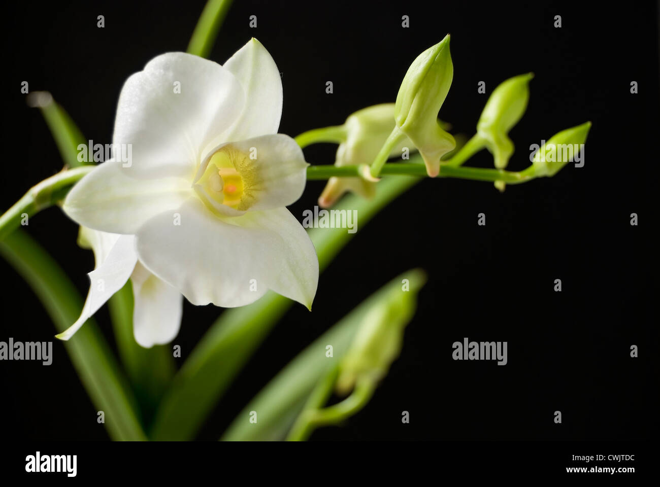 White orchid shot against black background Stock Photo - Alamy