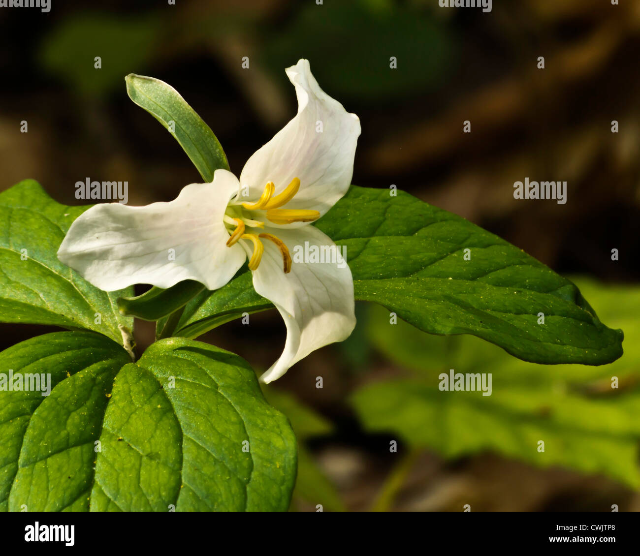 White Trillium flower in early spring Stock Photo - Alamy