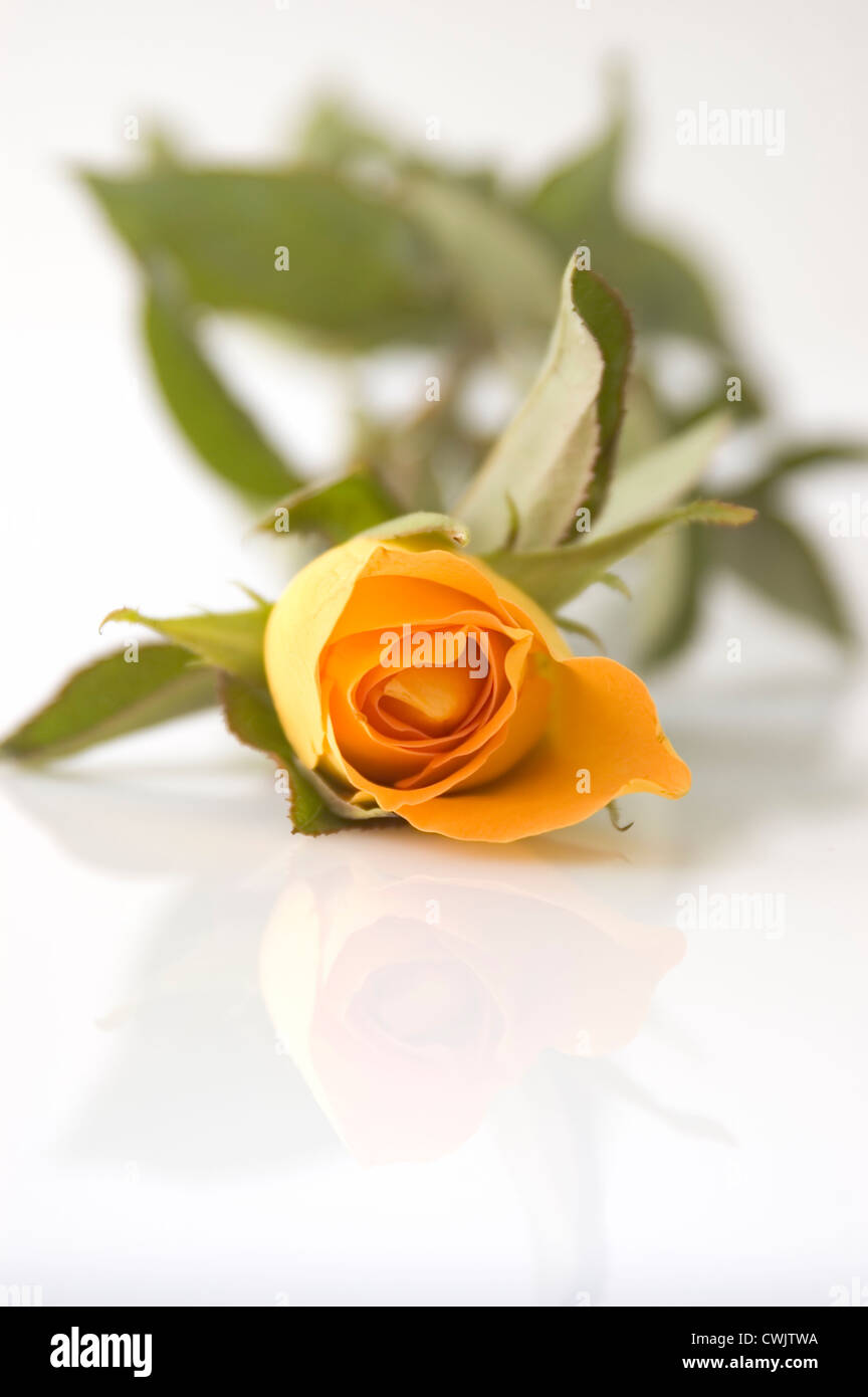 Yellow rose on white background Stock Photo - Alamy