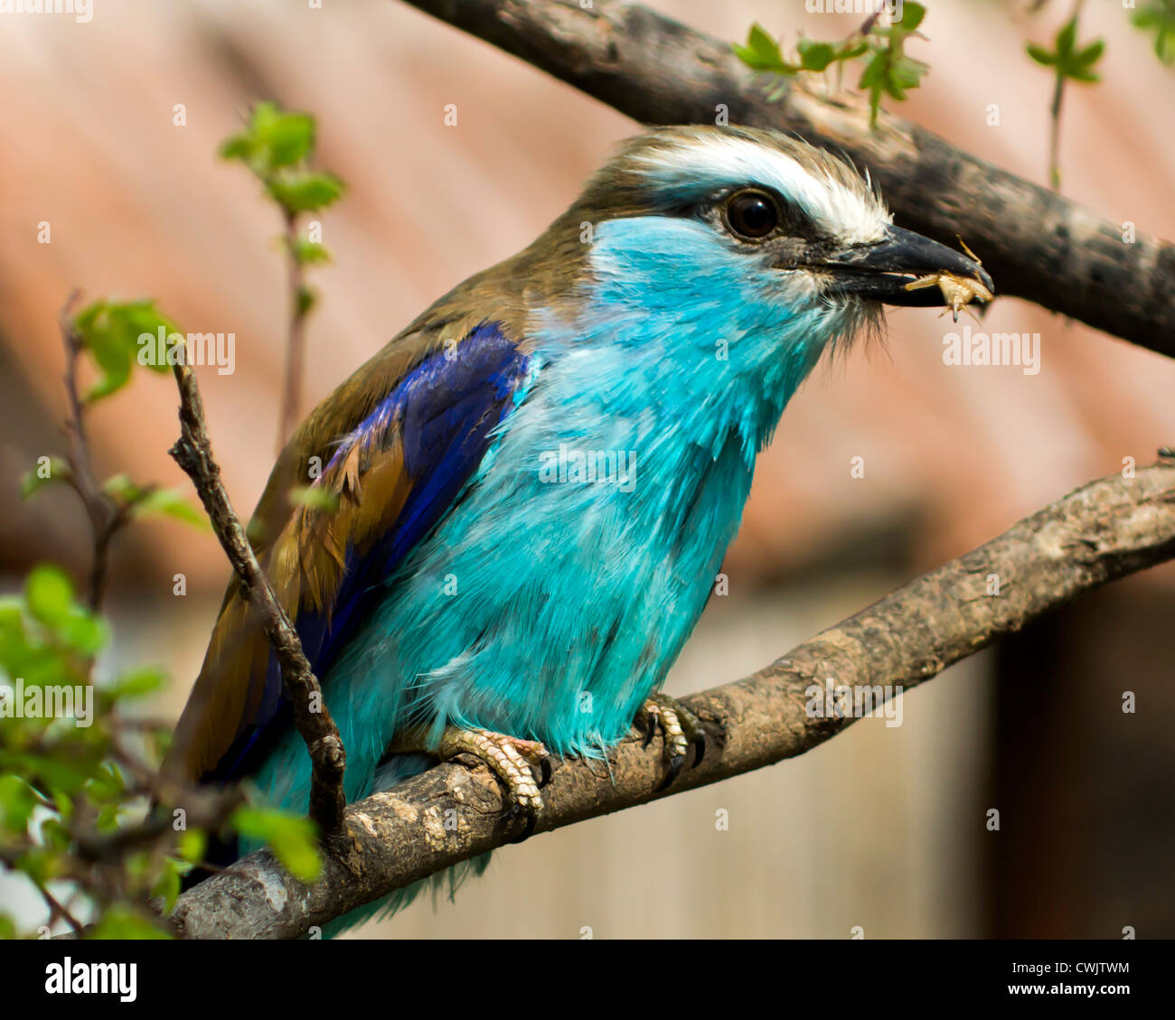 Racket Tailed Roller with bug Stock Photo - Alamy