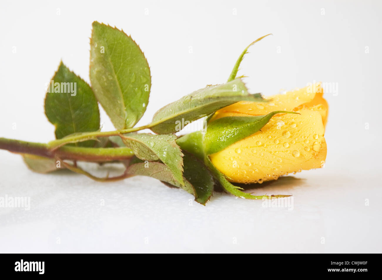 Yellow rose on white background Stock Photo - Alamy
