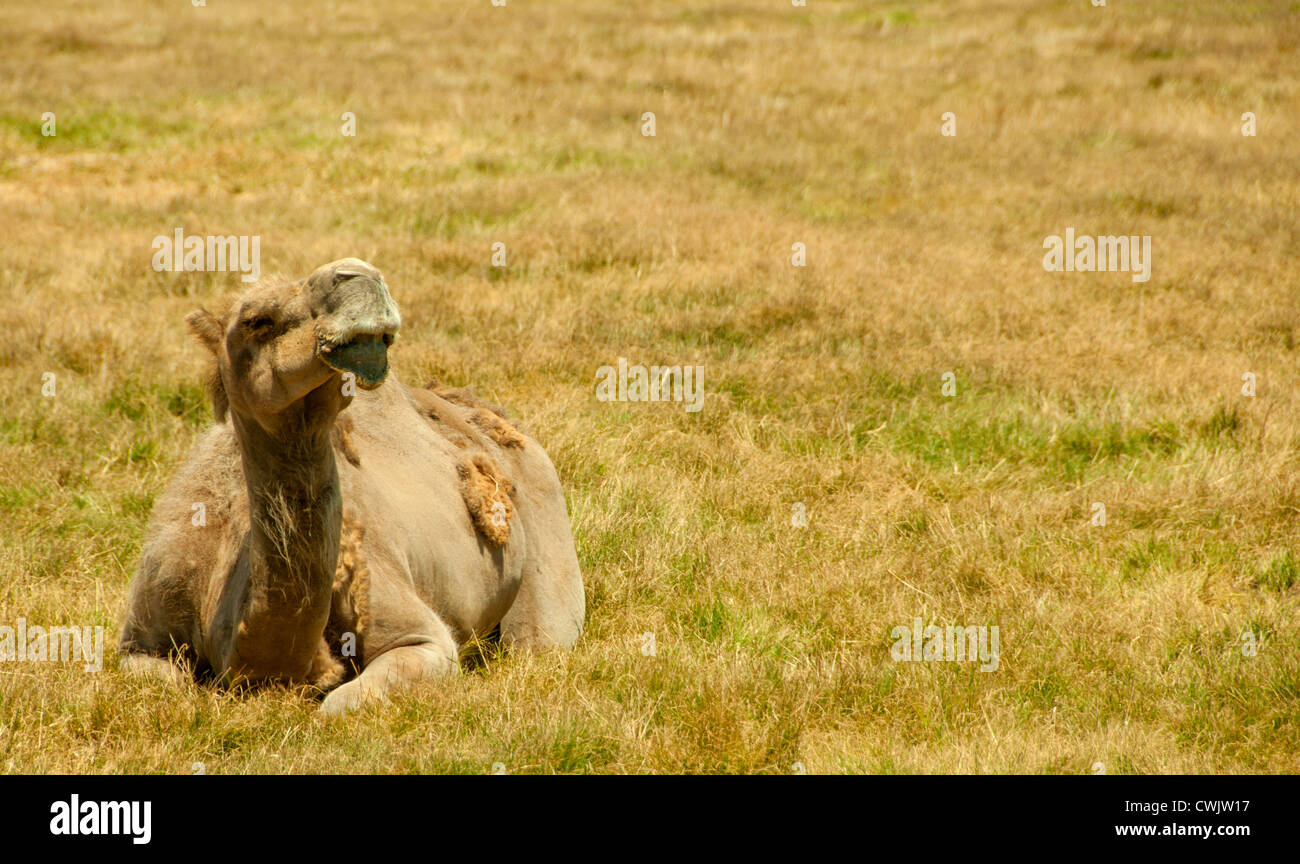 Camel Resting Stock Photos & Camel Resting Stock Images - Alamy