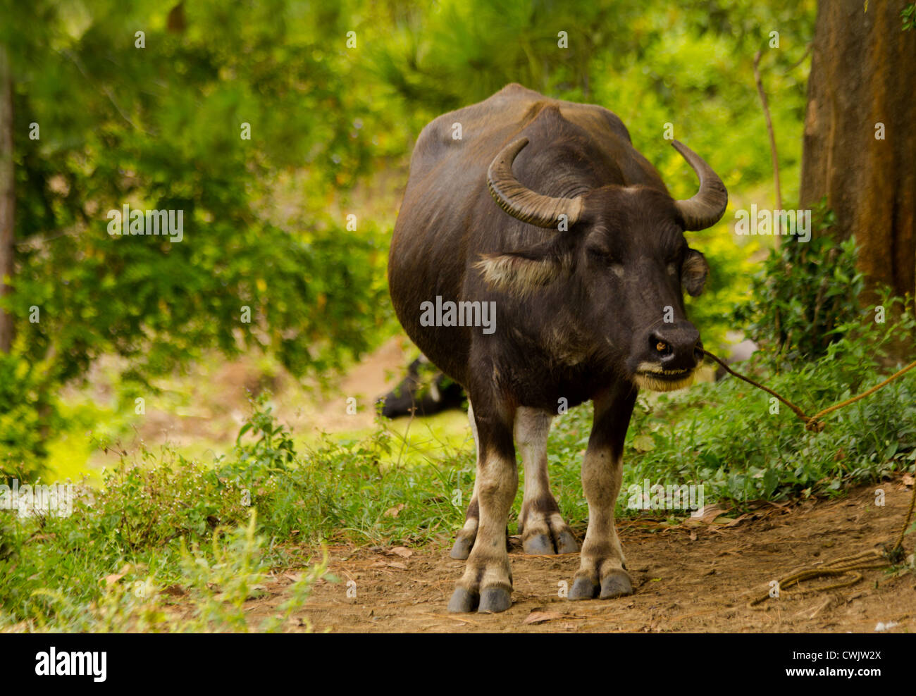 Carabao hi-res stock photography and images - Alamy