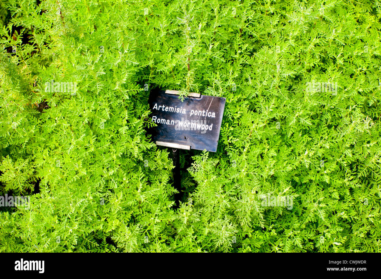 Roman or Old Warrior Wormwood plant in herb garden, Essex Stock Photo ...