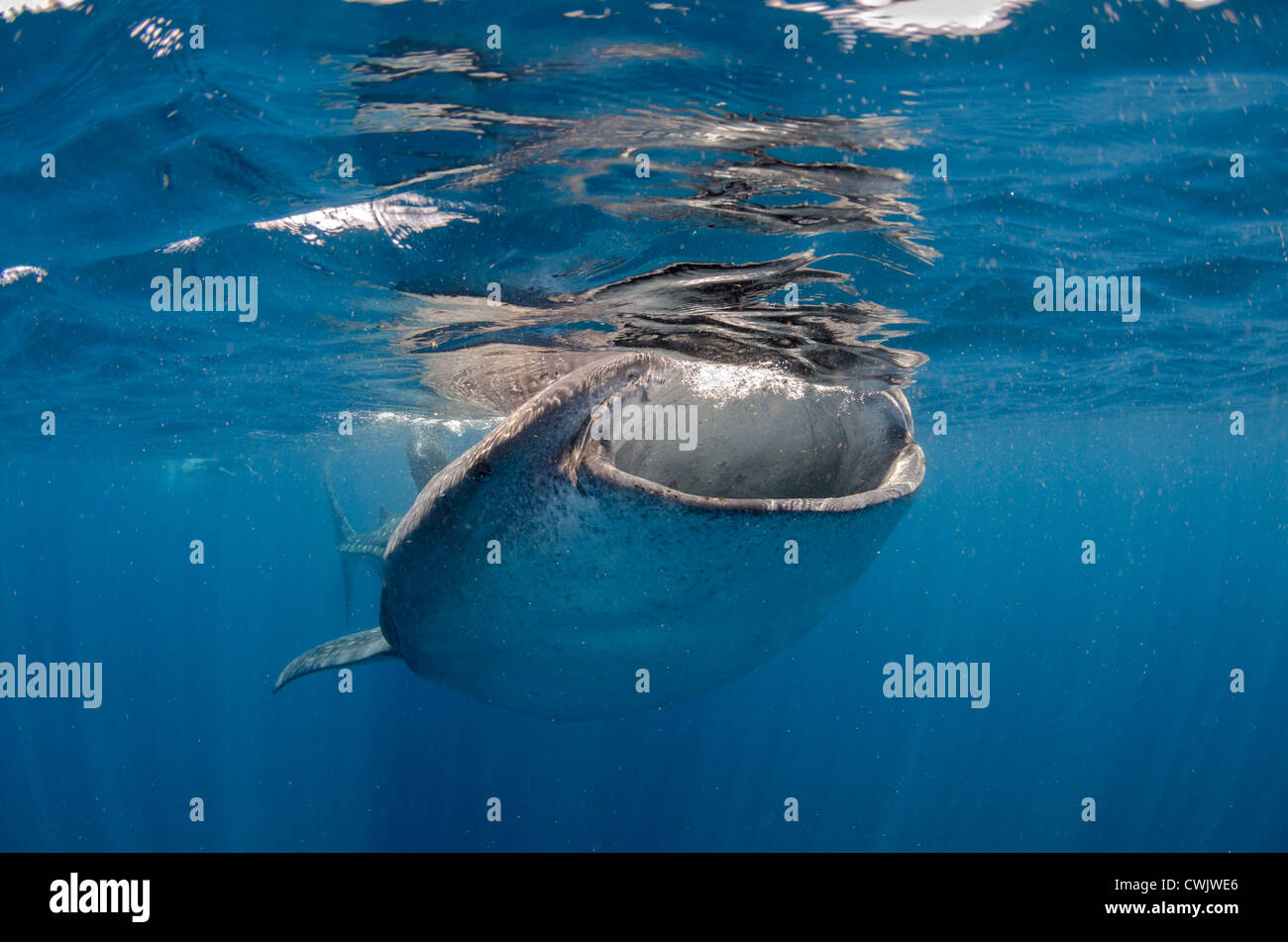Whale shark feeding on bonito spawning, Isla Mujeres, Cancun, Yucatan ...