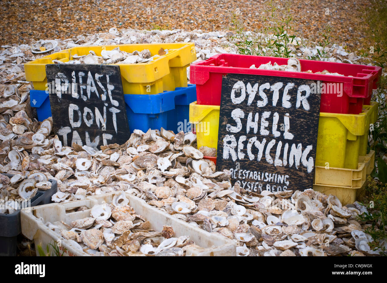 Oyster shell recycling, Whitstable, Kent Stock Photo - Alamy