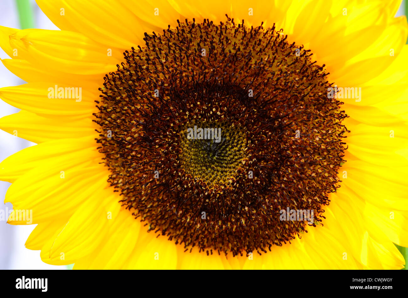 Sunflower texture hi-res stock photography and images - Alamy