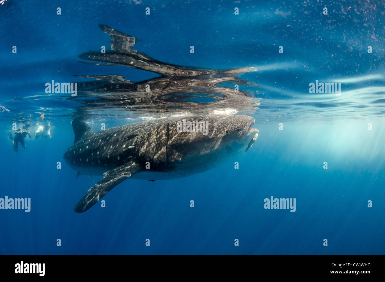 Whale shark feeding on bonito spawning, Isla Mujeres, Cancun, Yucatan ...