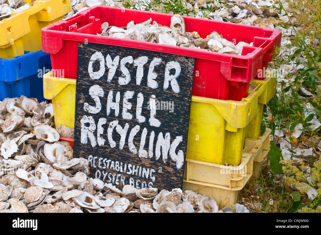 Oyster shell recycling, Whitstable, Kent Stock Photo - Alamy