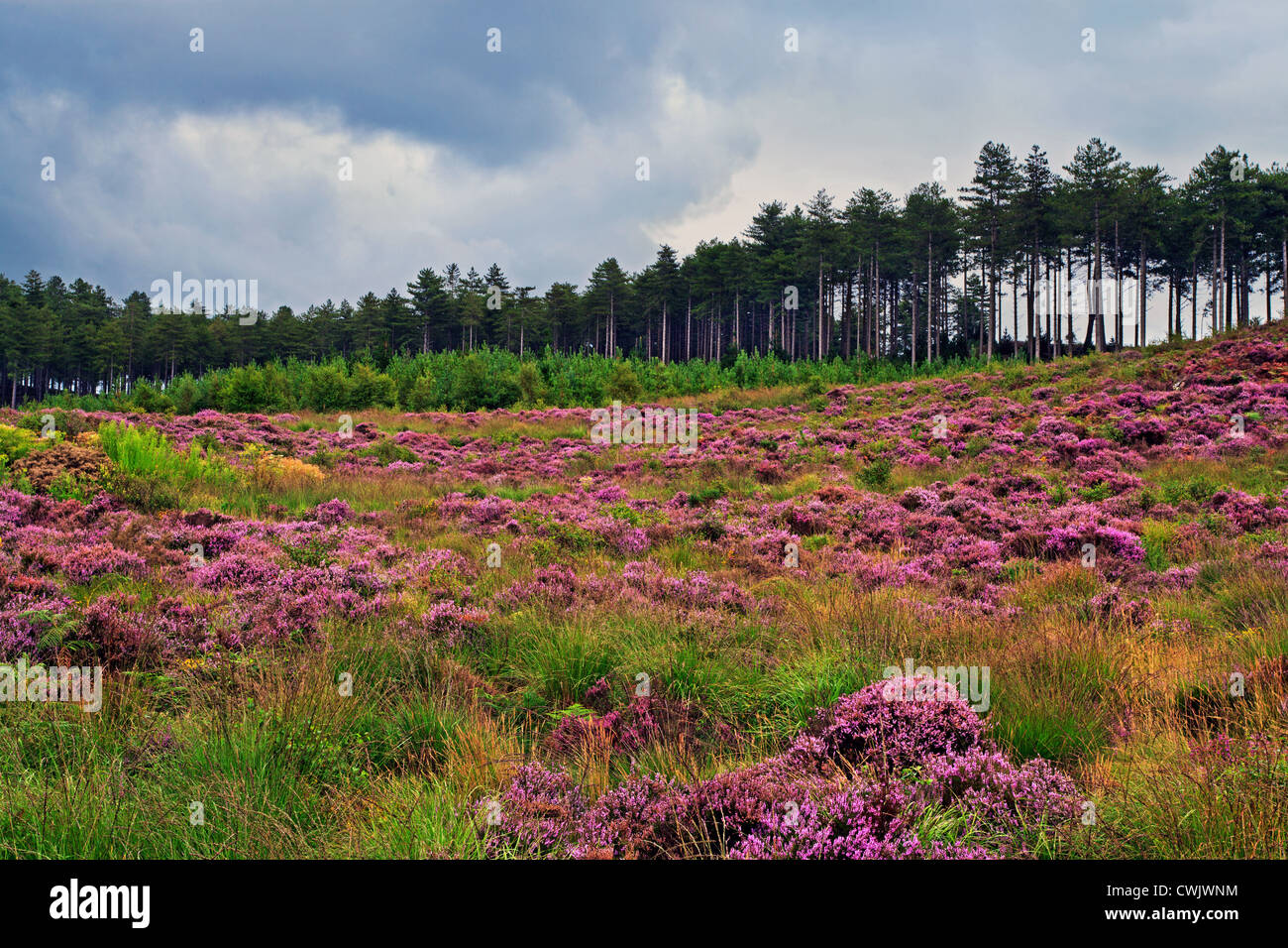 Wareham forest in the rain with storm clouds over the tree line and wet ...