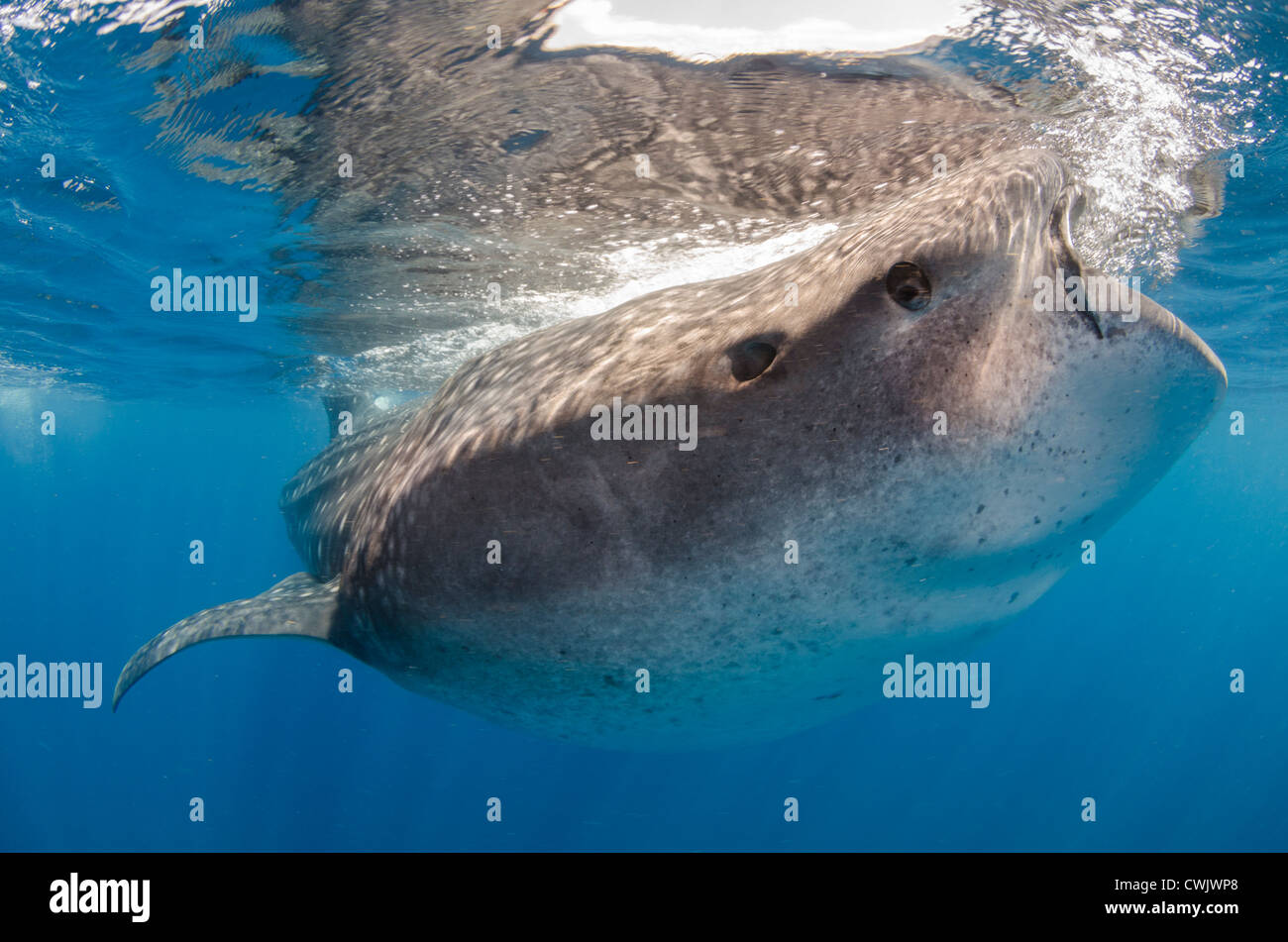 Whale shark feeding on bonito spawning, Isla Mujeres, Cancun, Yucatan ...
