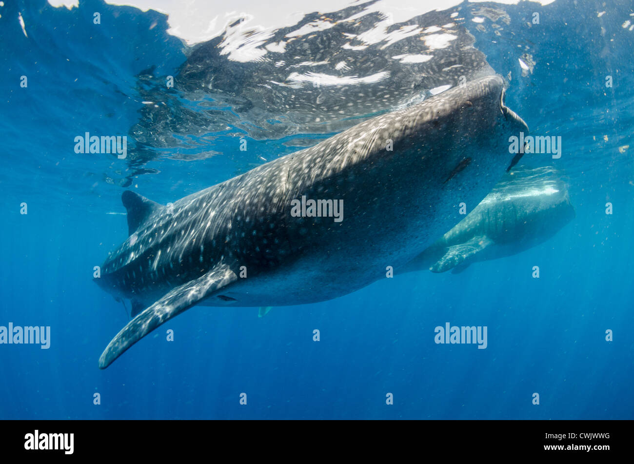 Whale shark feeding on bonito spawning, Isla Mujeres, Cancun, Yucatan ...