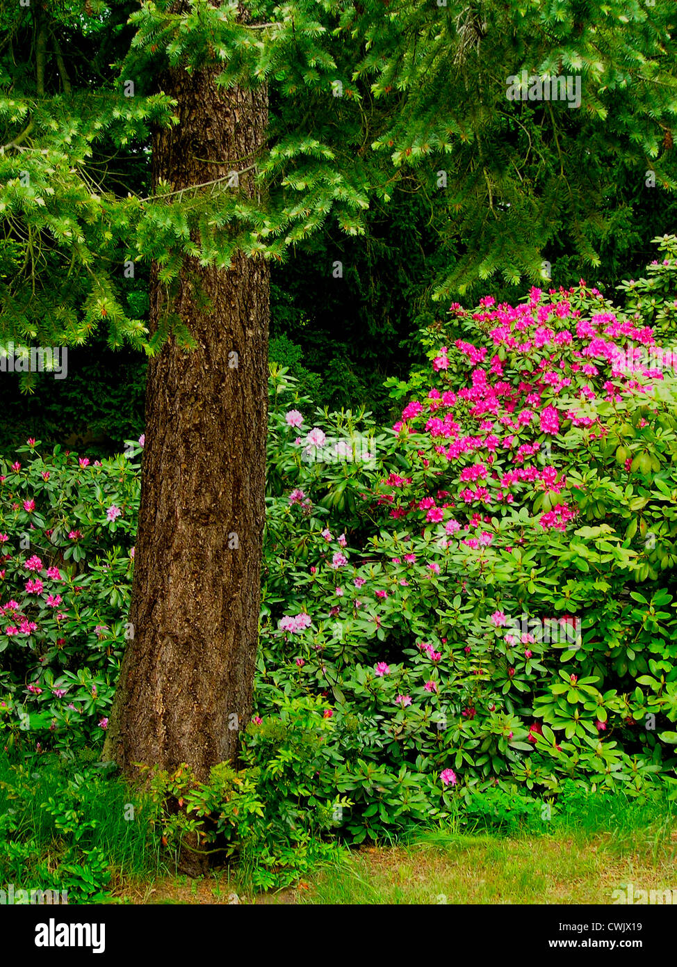 Azalea Mollis High Resolution Stock Photography and Images - Alamy
