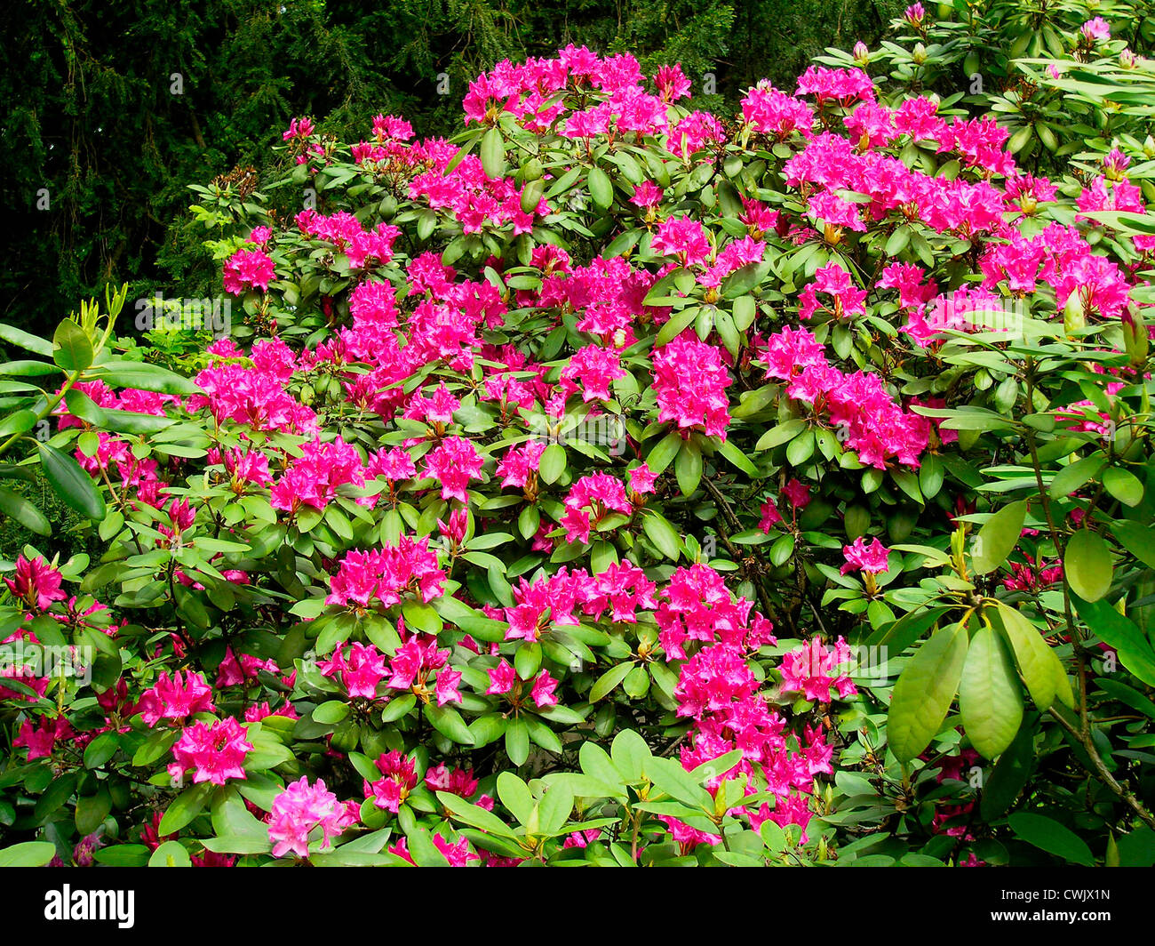 Mollis azalea hi-res stock photography and images - Alamy
