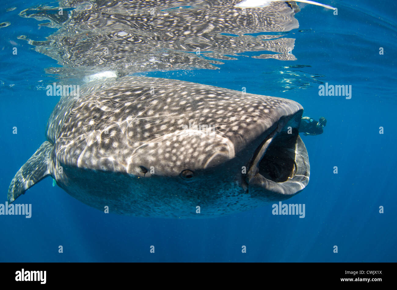 Whale shark feeding on bonito spawning, Isla Mujeres, Cancun, Yucatan ...