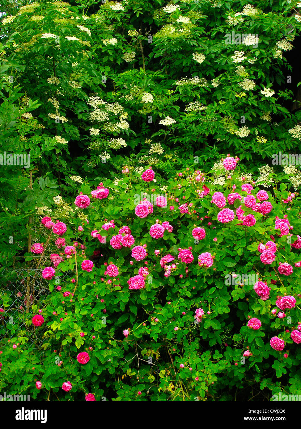 Centifolia rose hi-res stock photography and images - Alamy