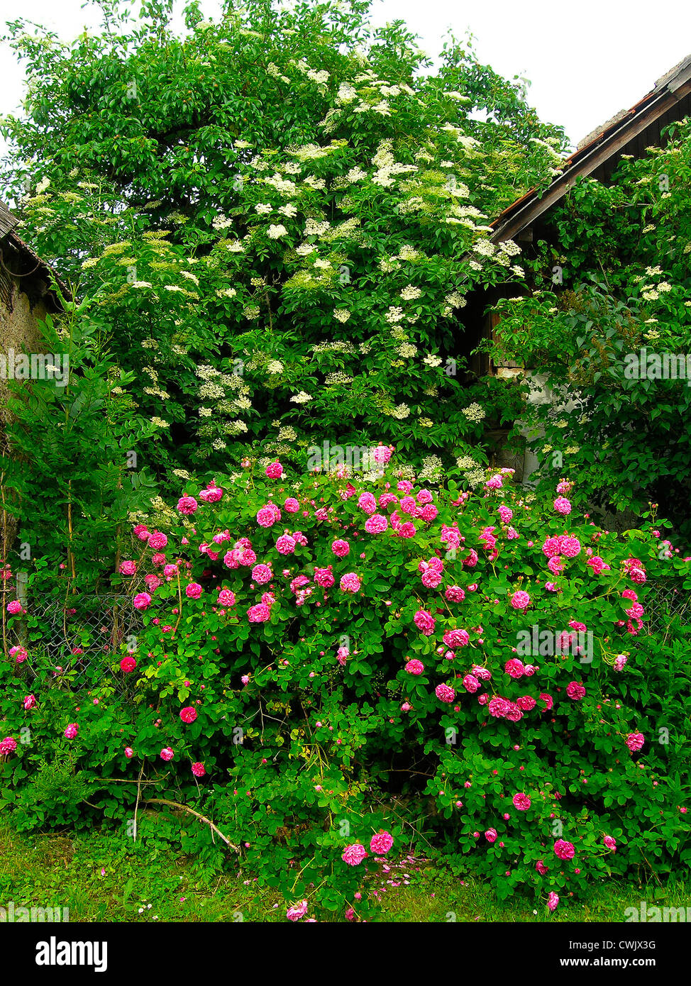 Centifolia High Resolution Stock Photography and Images - Alamy