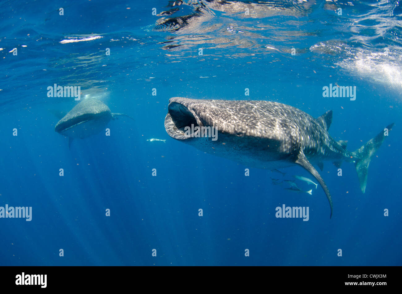 Whale shark feeding on bonito spawning, Isla Mujeres, Cancun, Yucatan ...