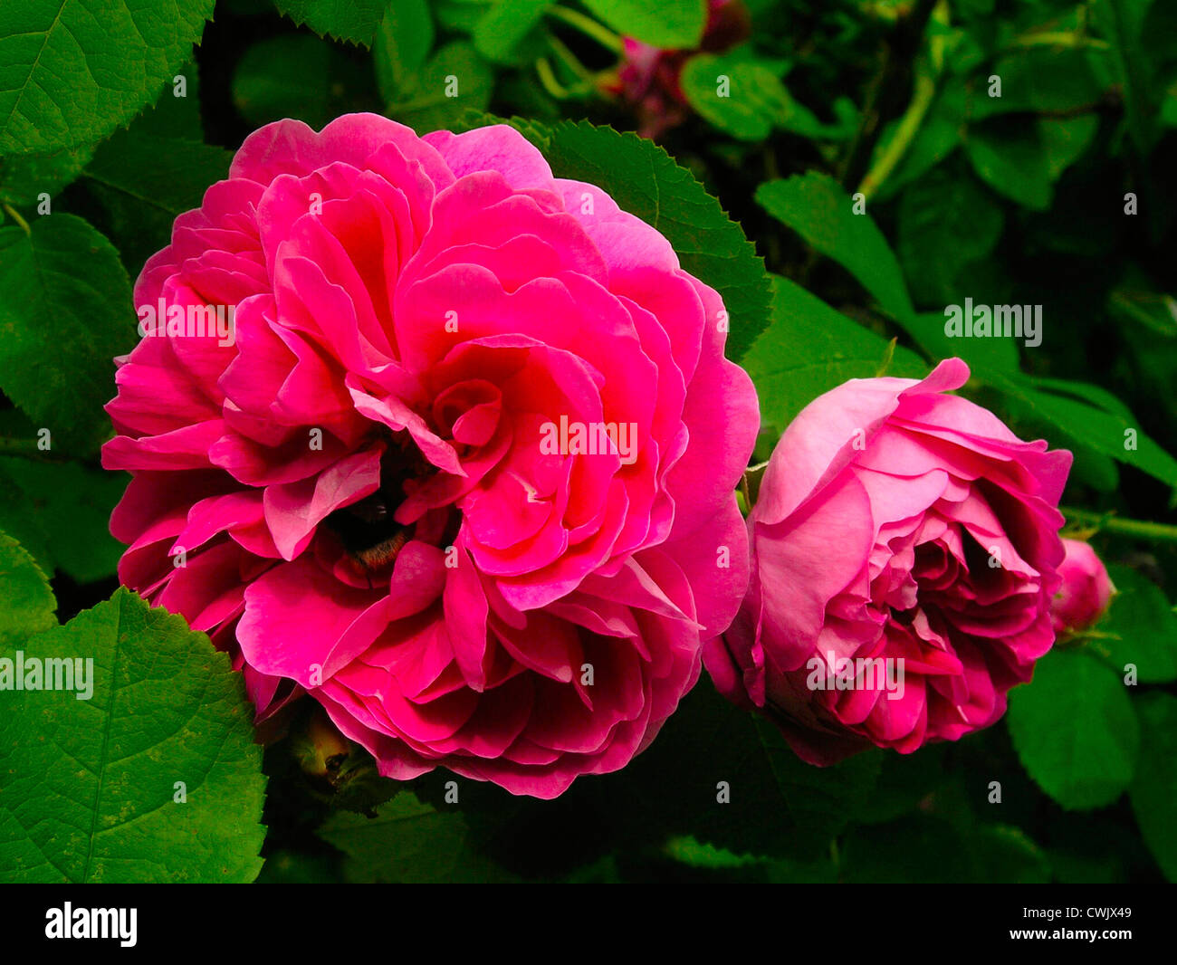 Centifolia High Resolution Stock Photography and Images - Alamy