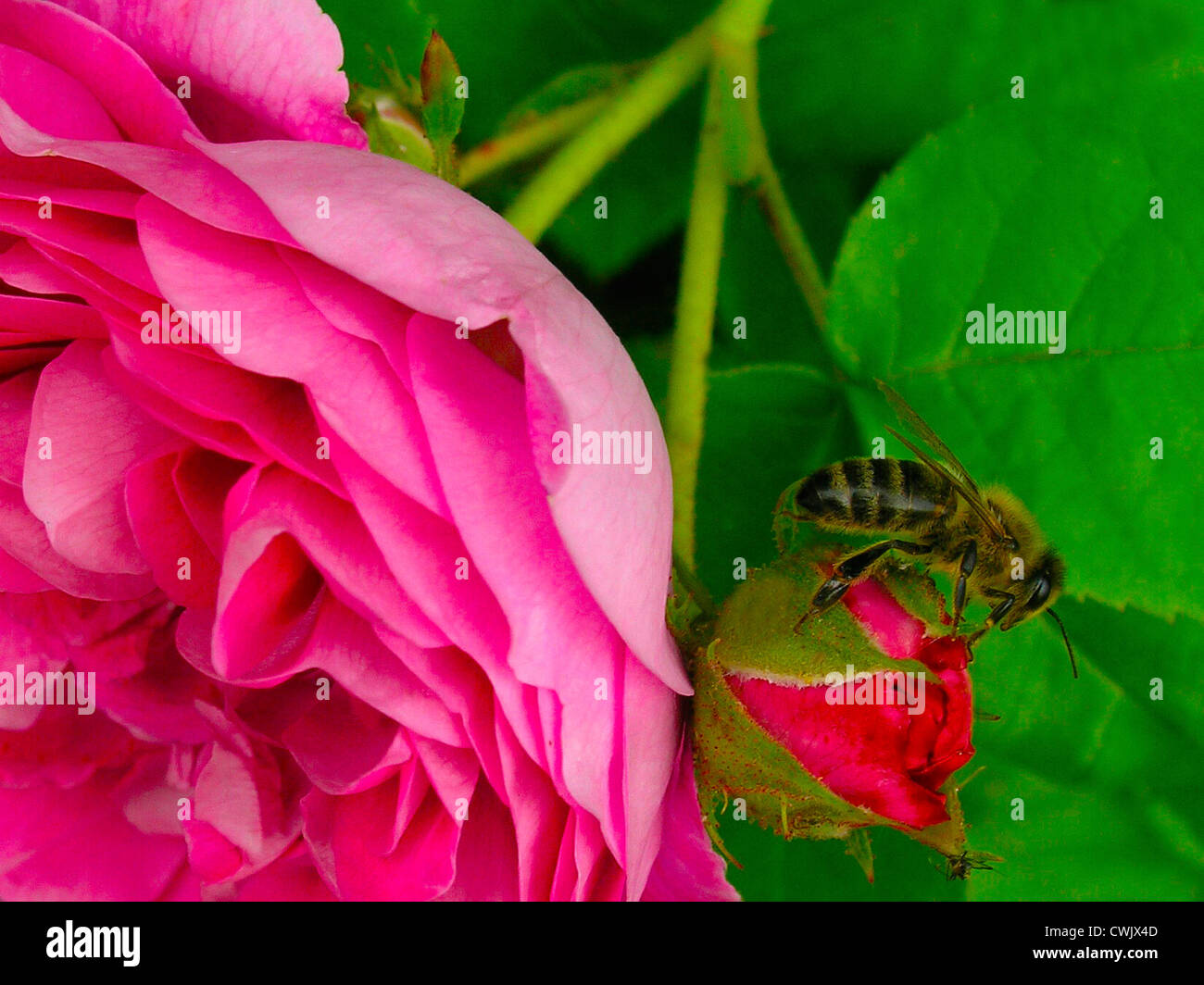 Centifolia hi-res stock photography and images - Alamy