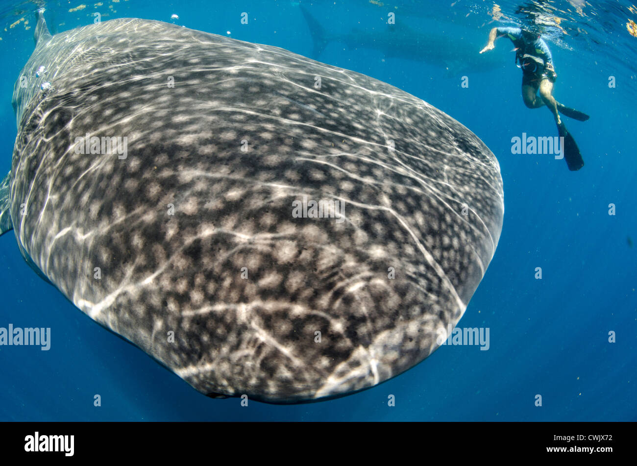 Whale shark feeding on bonito spawning, Isla Mujeres, Cancun, Yucatan ...