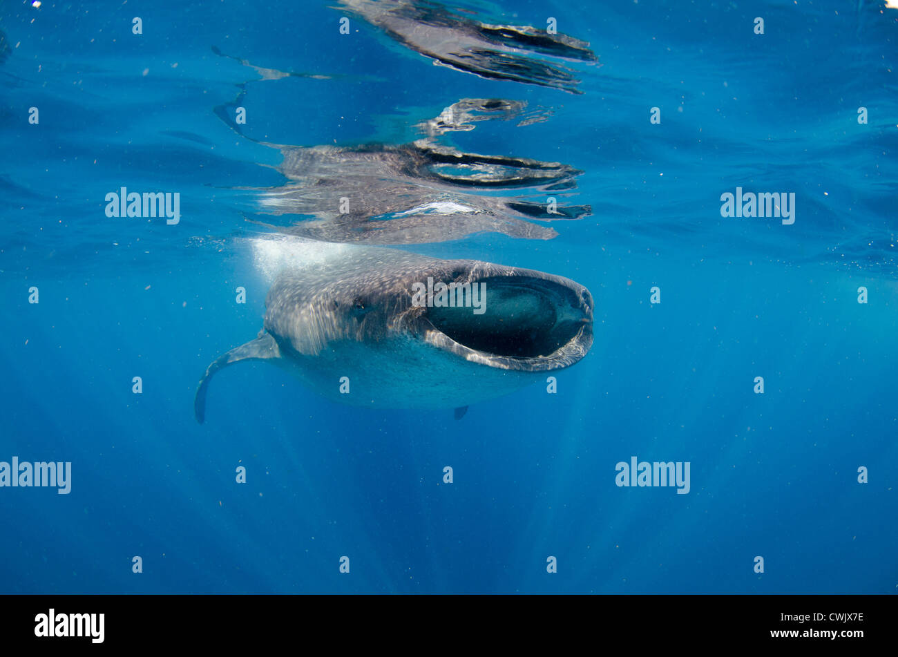 Whale shark feeding on bonito spawning, Isla Mujeres, Cancun, Yucatan ...
