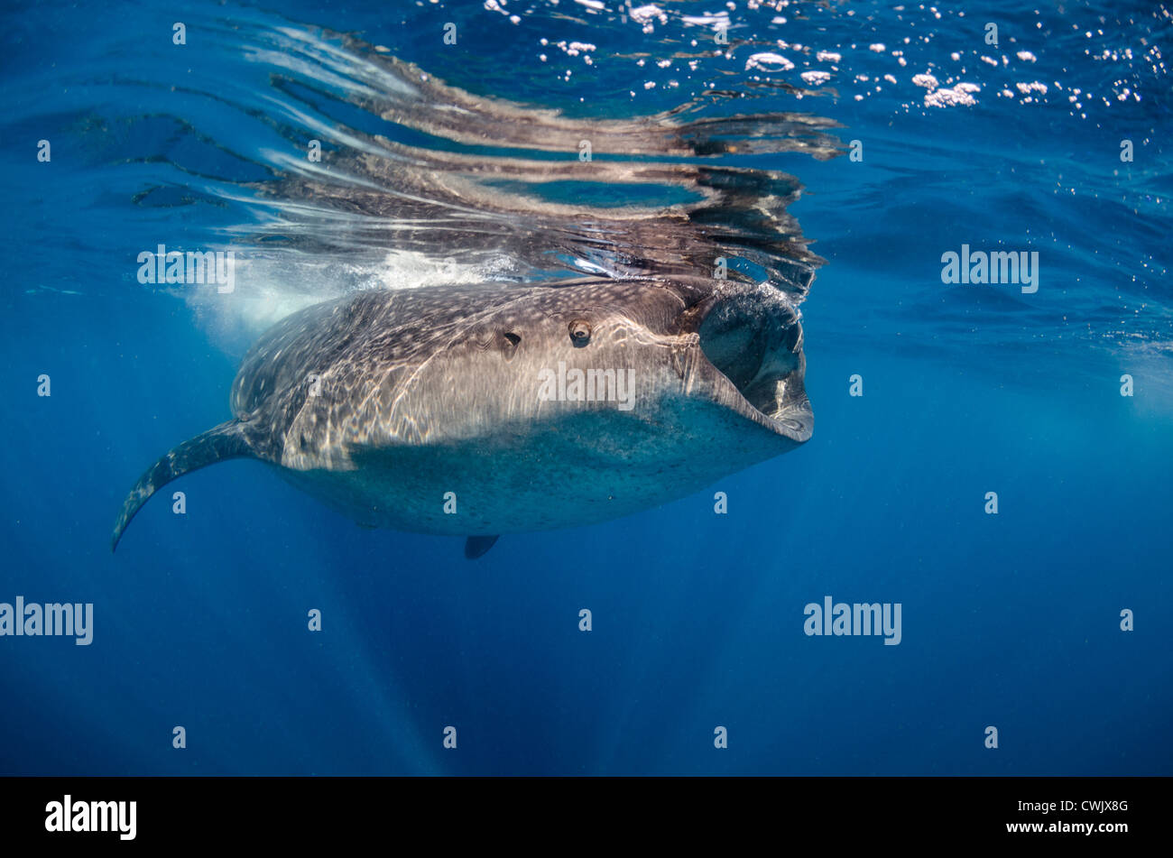Whale shark feeding on bonito spawning, Isla Mujeres, Cancun, Yucatan ...