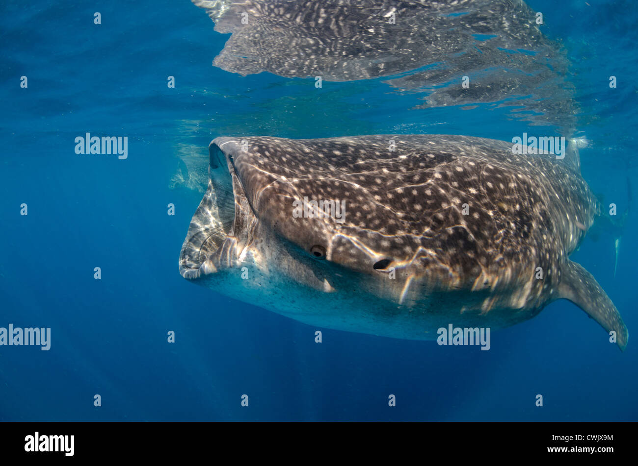 Whale shark feeding on bonito spawning, Isla Mujeres, Cancun, Yucatan ...