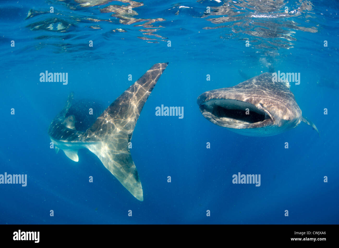 Whale shark feeding on bonito spawning, Isla Mujeres, Cancun, Yucatan ...