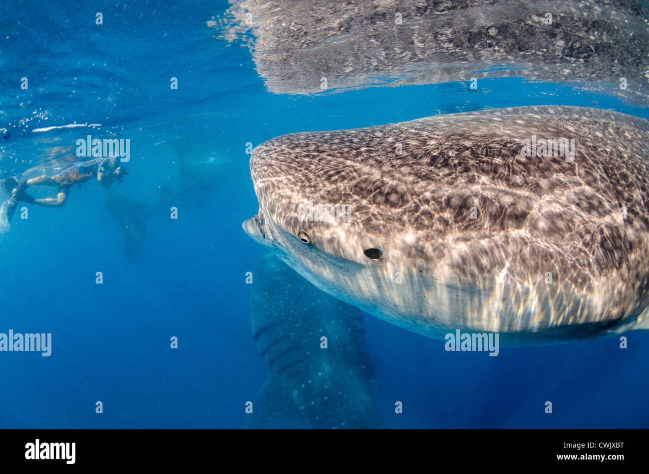 Whale shark feeding on bonito spawning, Isla Mujeres, Cancun, Yucatan ...