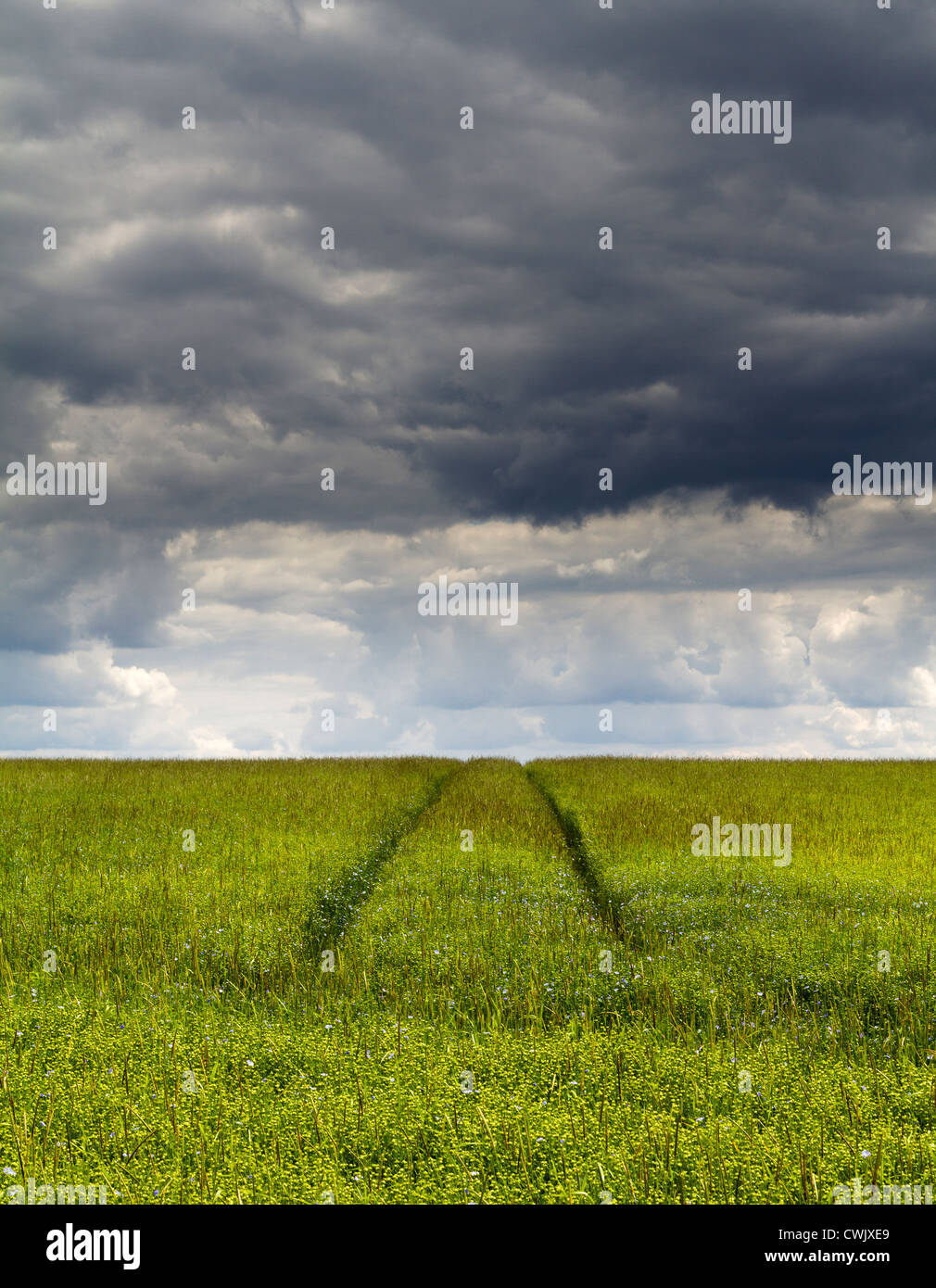 Tracks in a crop field lead to the horizon and a dark cloudy moody ...