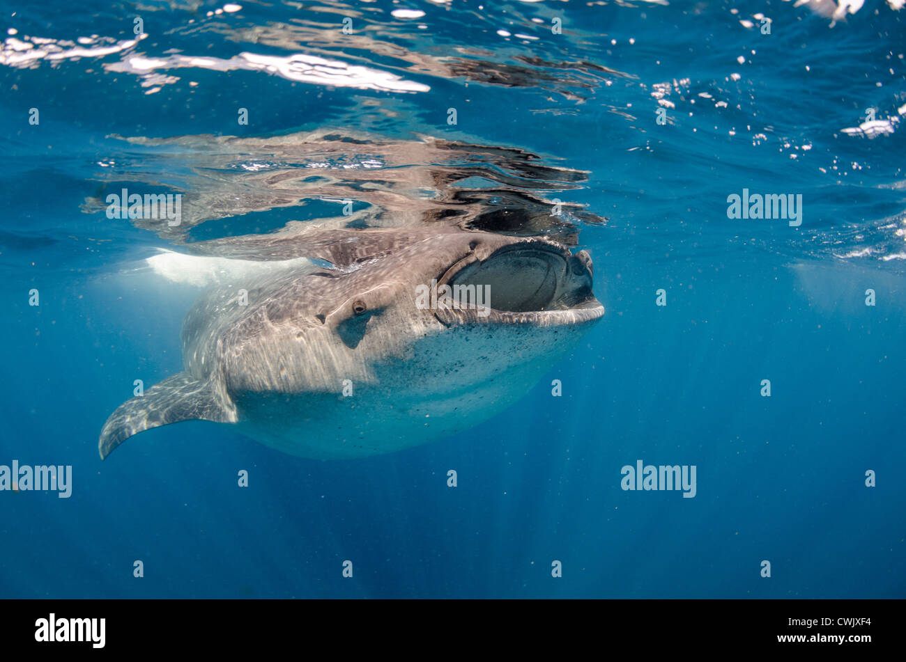 Whale shark feeding on bonito spawning, Isla Mujeres, Cancun, Yucatan ...