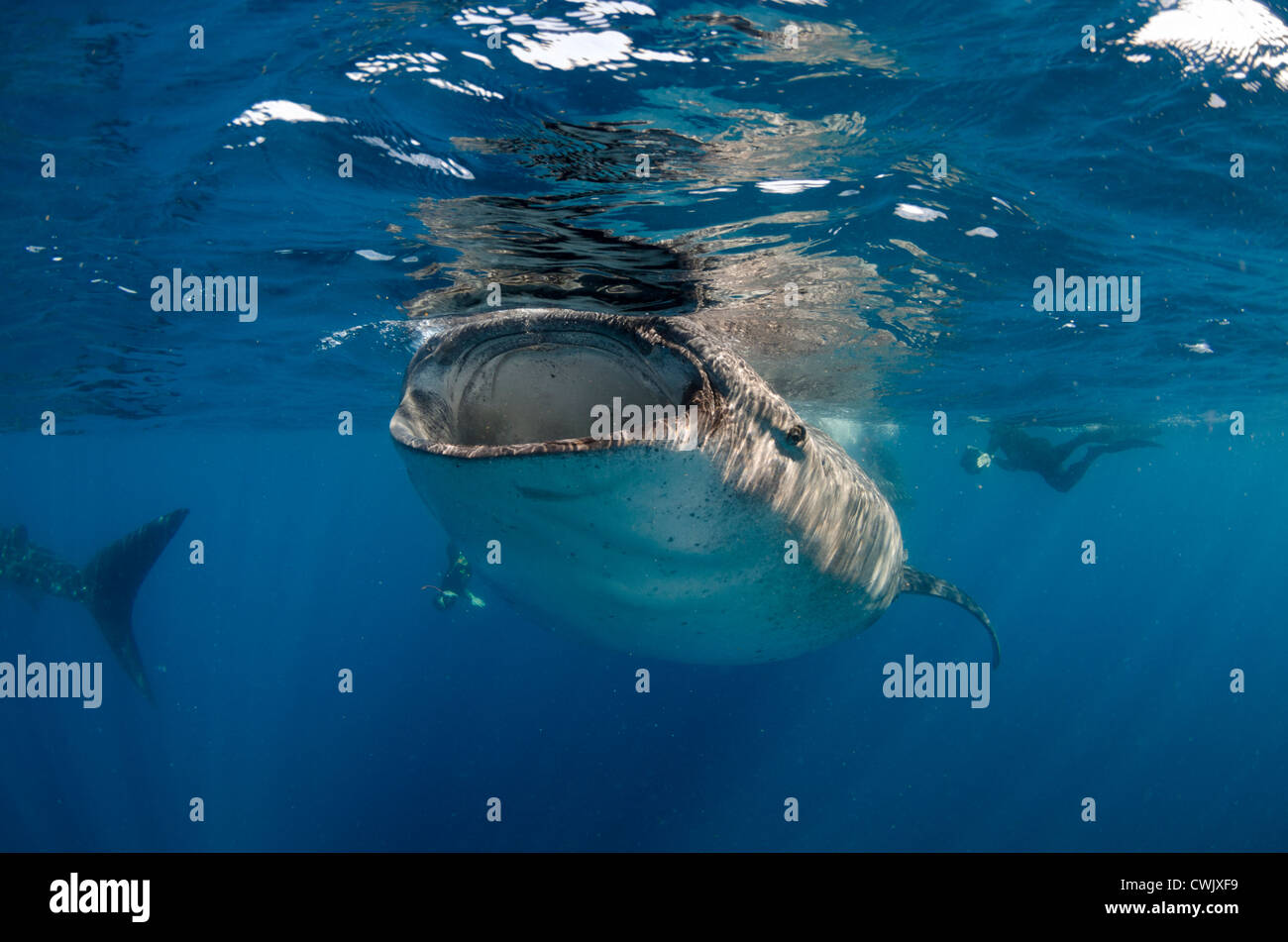 Whale shark feeding on bonito spawning, Isla Mujeres, Cancun, Yucatan ...