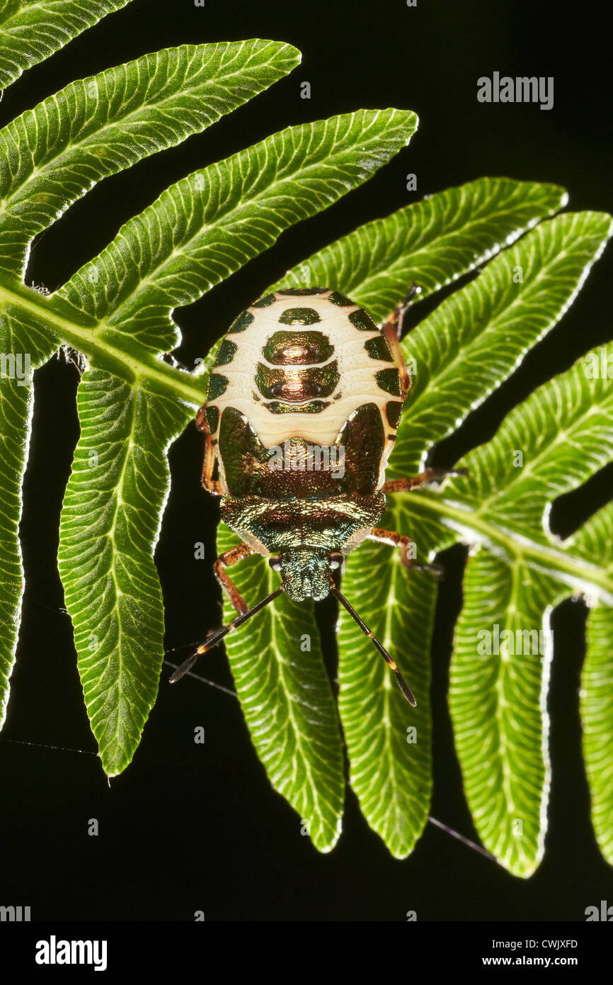 Bronze shieldbug hi-res stock photography and images - Alamy