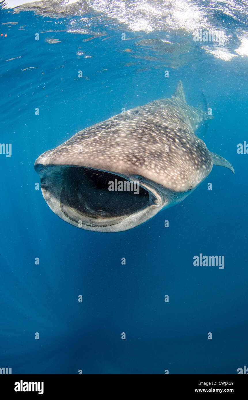 Whale shark feeding on bonito spawning, Isla Mujeres, Cancun, Yucatan ...