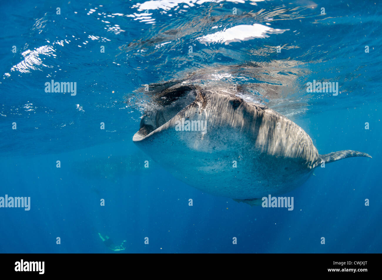 Whale shark feeding on bonito spawning, Isla Mujeres, Cancun, Yucatan ...