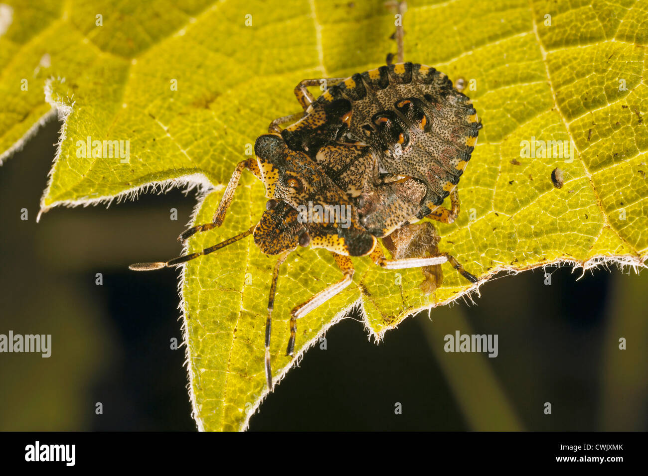 Forest Shieldbug, Pentatoma rufipes, late instar larva or last nymph ...