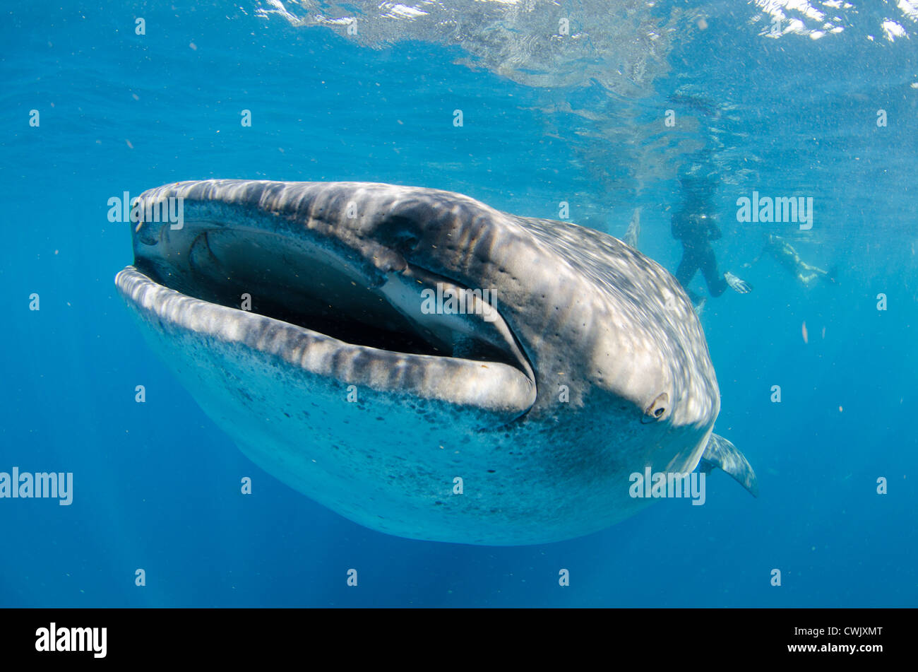 Whale shark feeding on bonito spawning, Isla Mujeres, Cancun, Yucatan ...