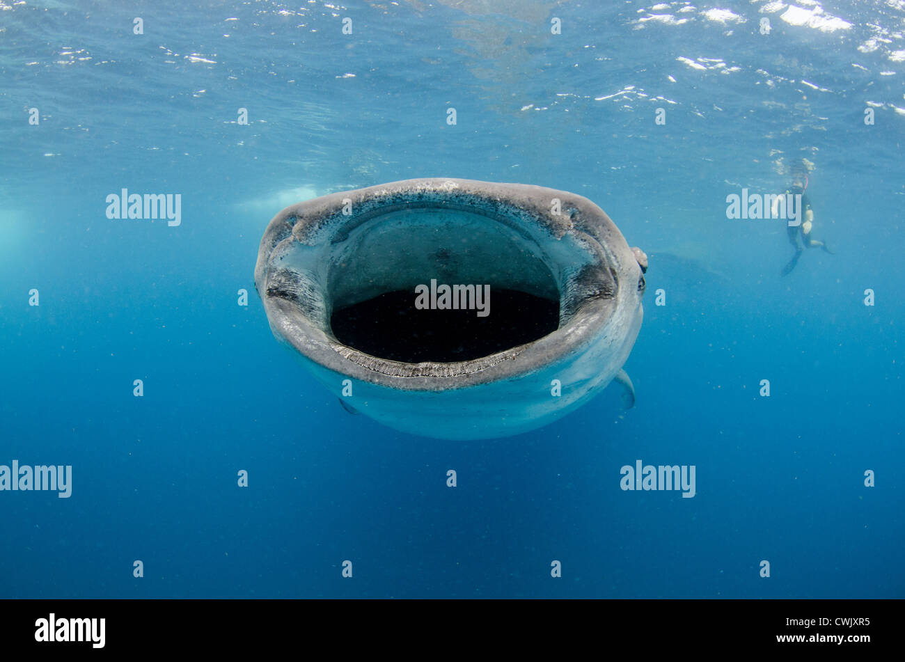 Whale shark feeding on bonito spawning, Isla Mujeres, Cancun, Yucatan ...