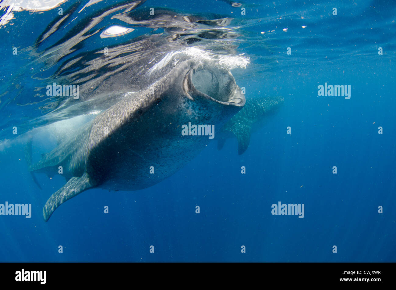 Whale shark feeding on bonito spawning, Isla Mujeres, Cancun, Yucatan ...