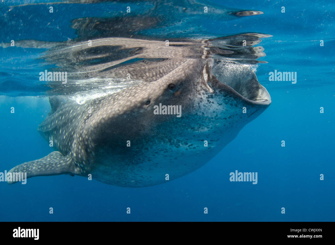 Whale shark feeding on bonito spawning, Isla Mujeres, Cancun, Yucatan ...