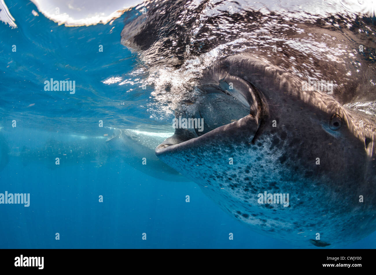 Whale shark feeding on bonito spawning, Isla Mujeres, Cancun, Yucatan ...