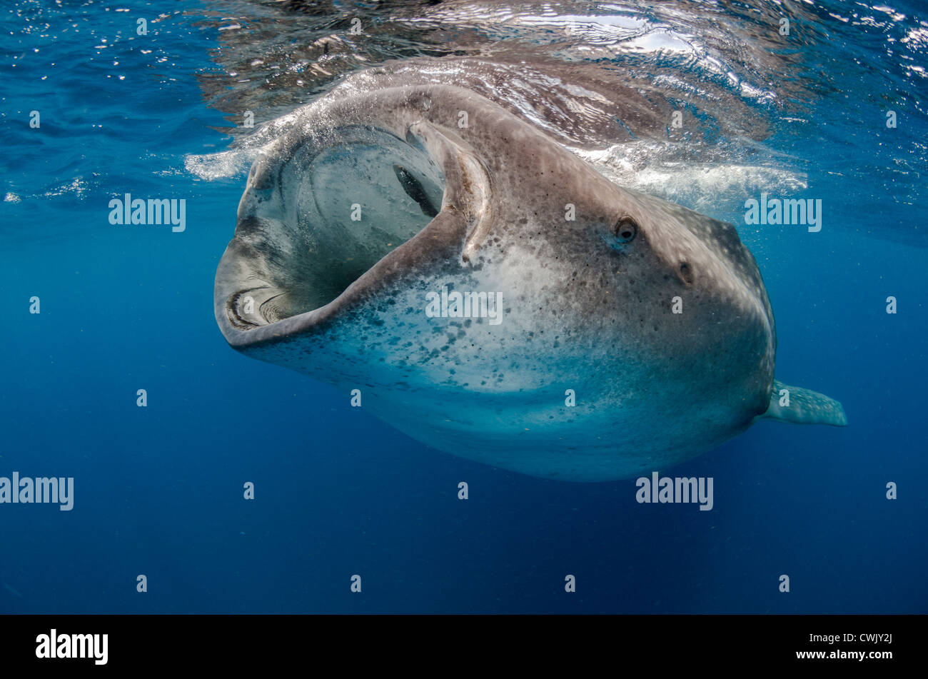 Whale shark feeding on bonito spawning, Isla Mujeres, Cancun, Yucatan ...