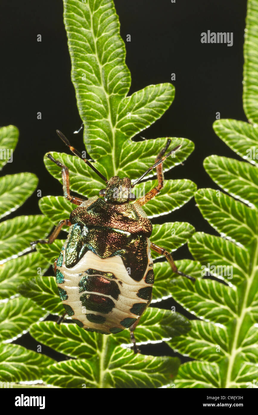 Bronze Shieldbug, Troilus luridus, Hatfield Moor nature reserve ...
