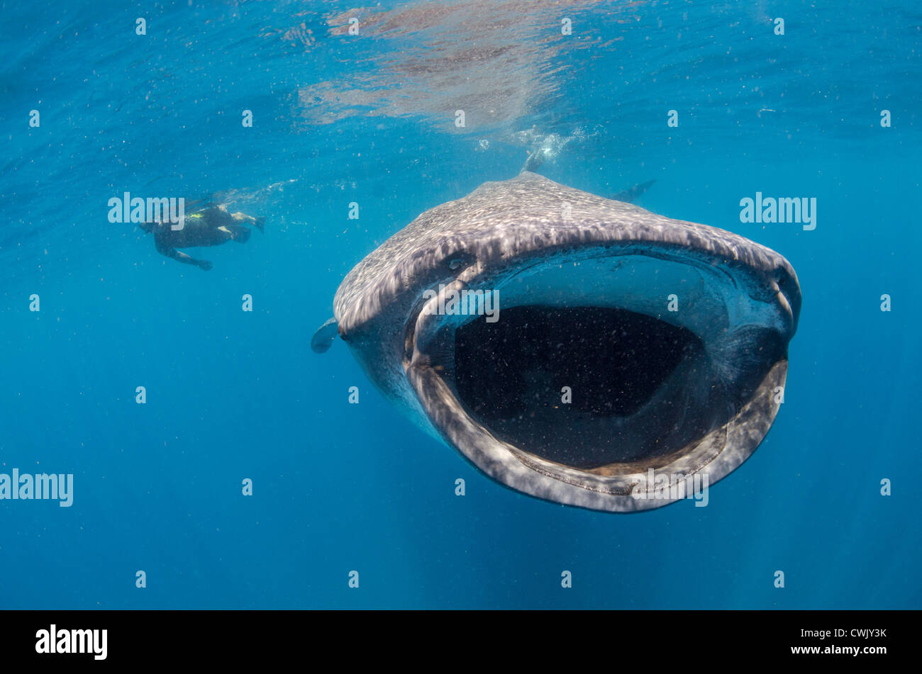 Whale shark feeding on bonito spawning, Isla Mujeres, Cancun, Yucatan ...