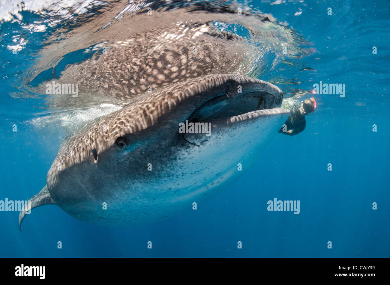 Whale shark feeding on bonito spawning, Isla Mujeres, Cancun, Yucatan ...